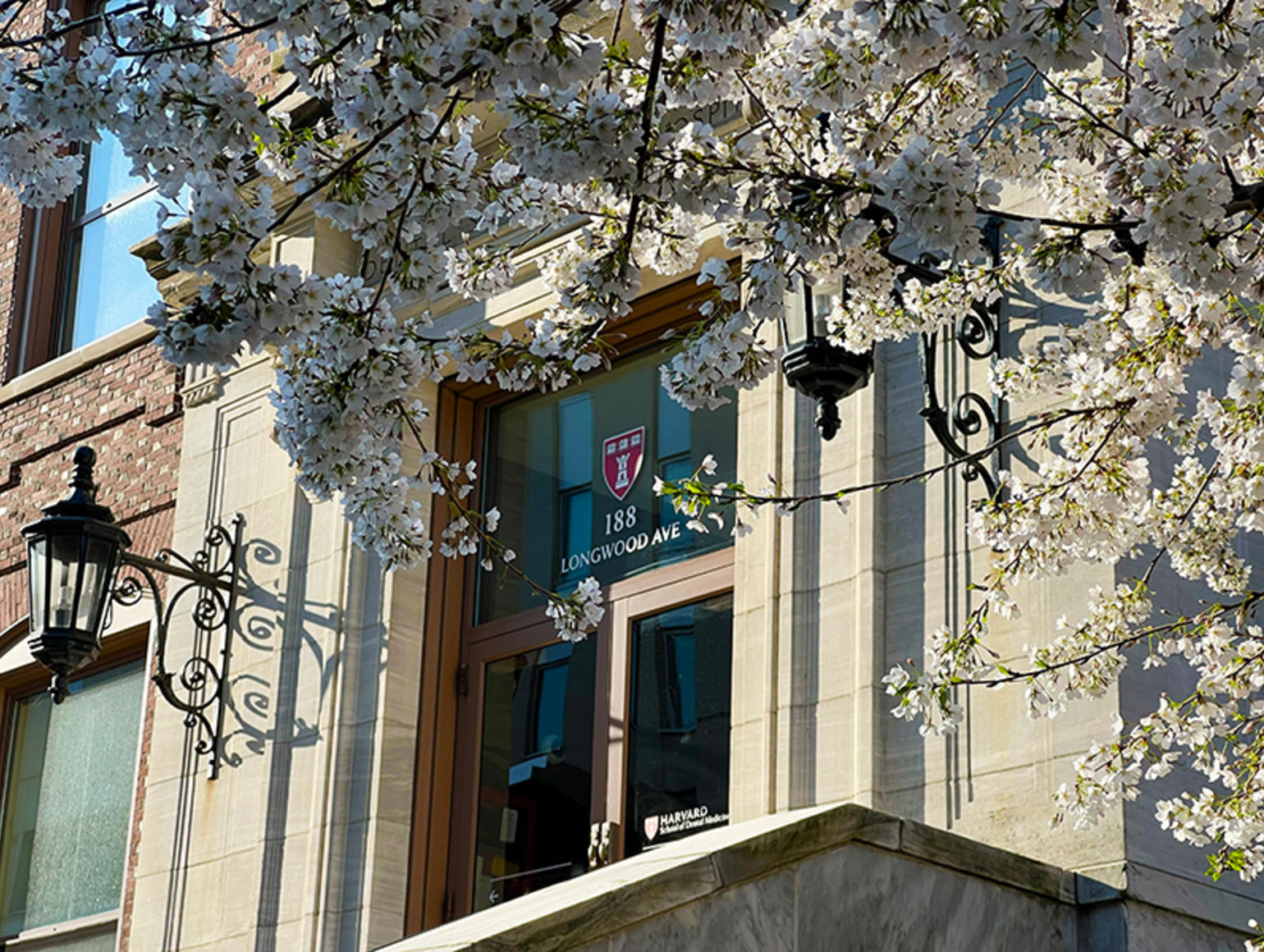 News, Stories, and Insights | Harvard School of Dental Medicine